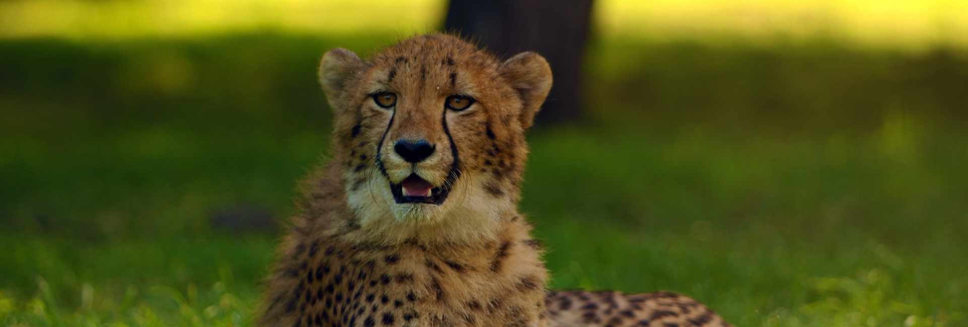 Safari Adventures Contact Details