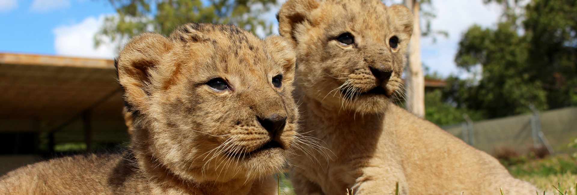 Safari Adventures News, Information & Specials