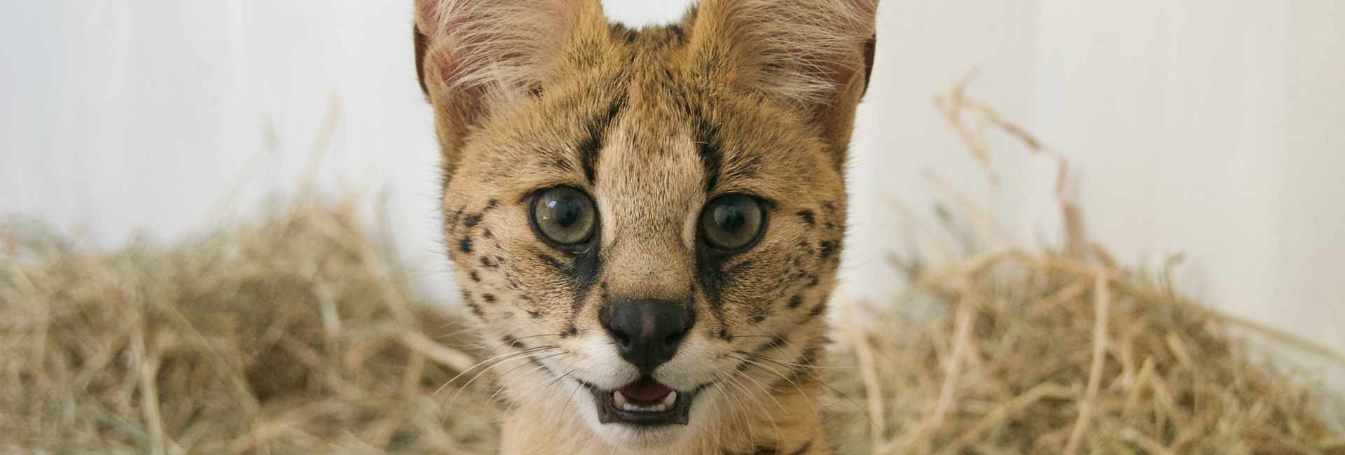 Serval, the Best Hunters in the Cat World - Safari Adventures